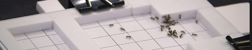 Ants in Space study launches citizen science for students worldwide ...