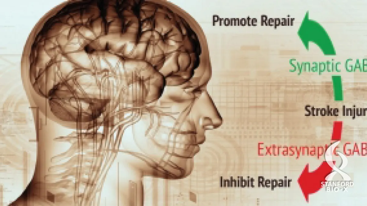 Stroke recovery in mice improved by Ambien, study shows | Welcome to Bio-X
