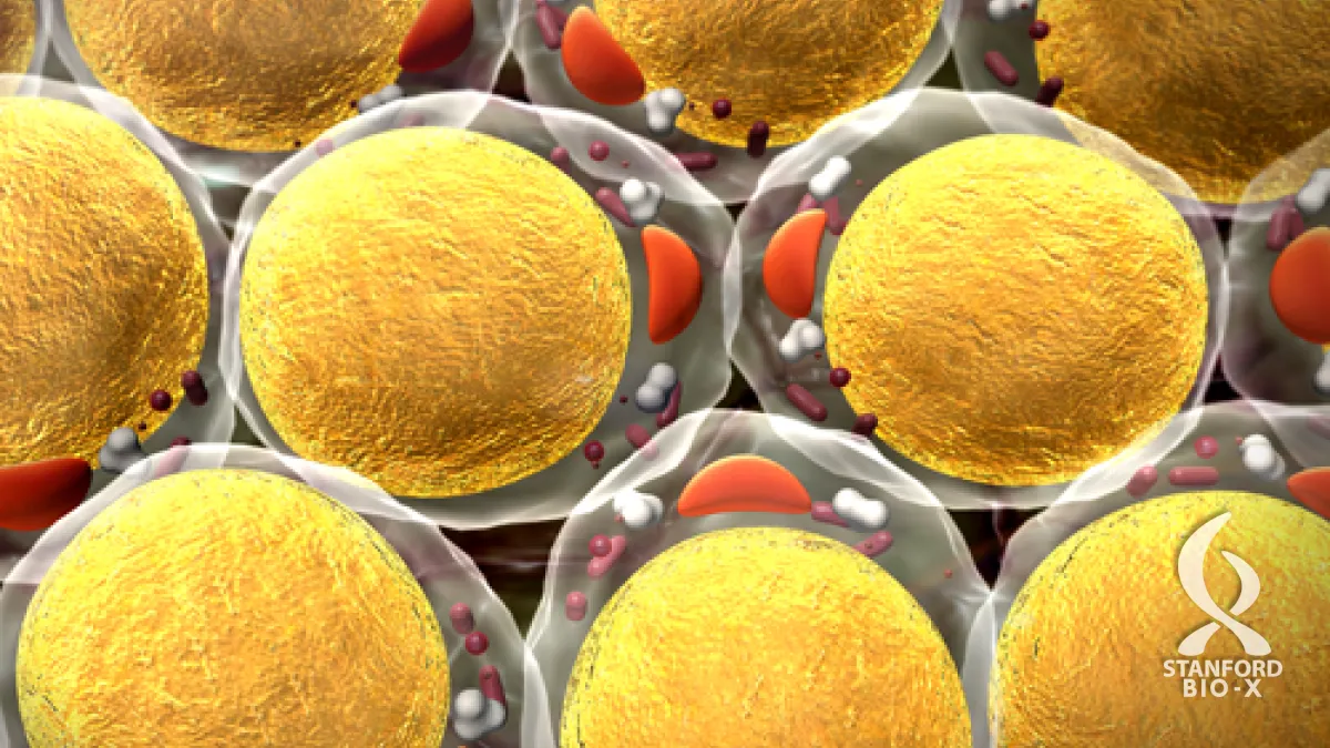 Hormone that controls maturation of fat cells discovered | Welcome to Bio-X