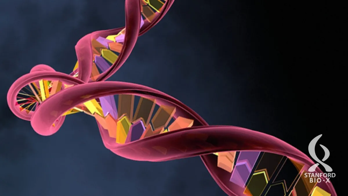 The hidden lives of RNA molecules revealed by Stanford technique ...