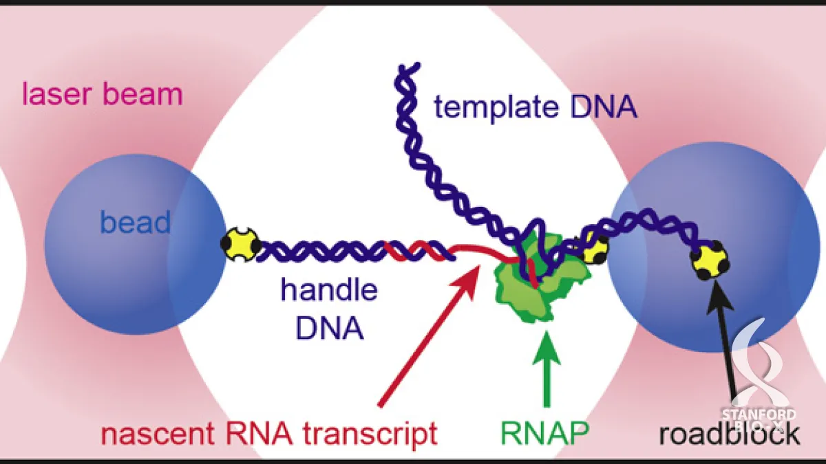 Stanford biologists watch RNA fold in real time | Welcome to Bio-X