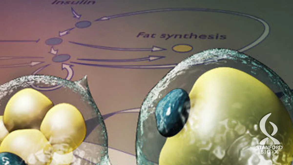 Control of Fat Cell Differentiation by Hormonal Oscillations | Welcome ...