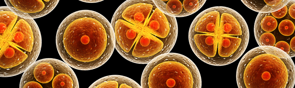 Stanford Biologists Crack Centuries old Mystery Of How Cell Growth 