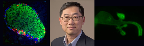 Seung Kim awarded prestigious Ho-Am Prize in Medicine | Welcome to Bio-X