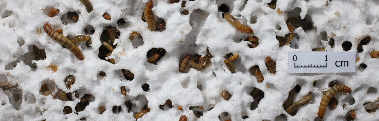 Plastic-eating worms may offer solution to mounting waste | Welcome to ...